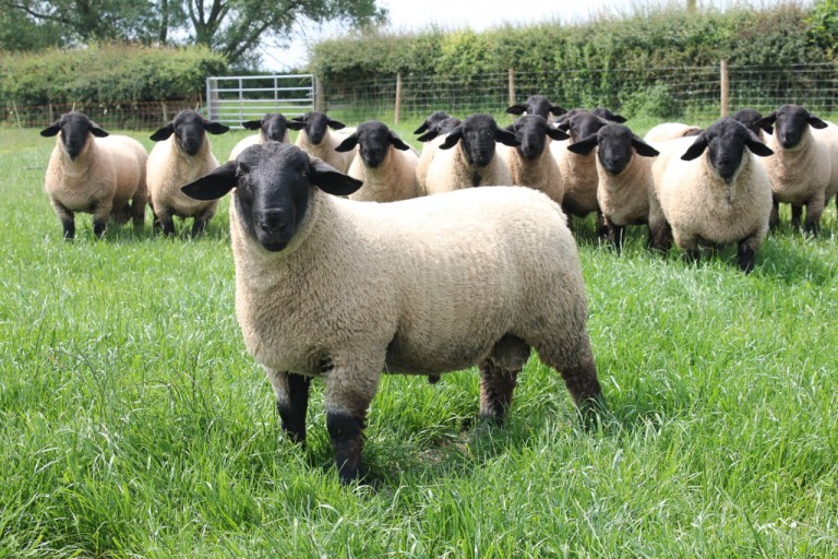 Pedigree Suffolk Sheep Breeders - Bentley Suffolks
